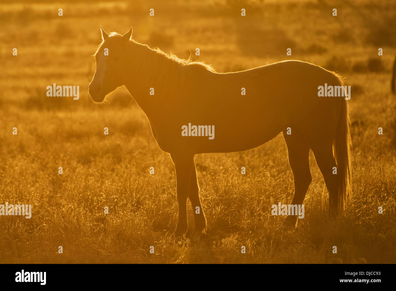Horse On Open Range With Sunset Backlighting; Arizona, United States Of ...