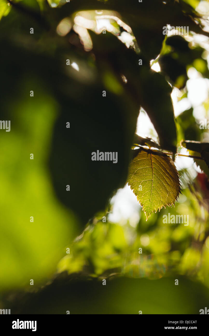 Leaf hanging from tree branch Stock Photo - Alamy