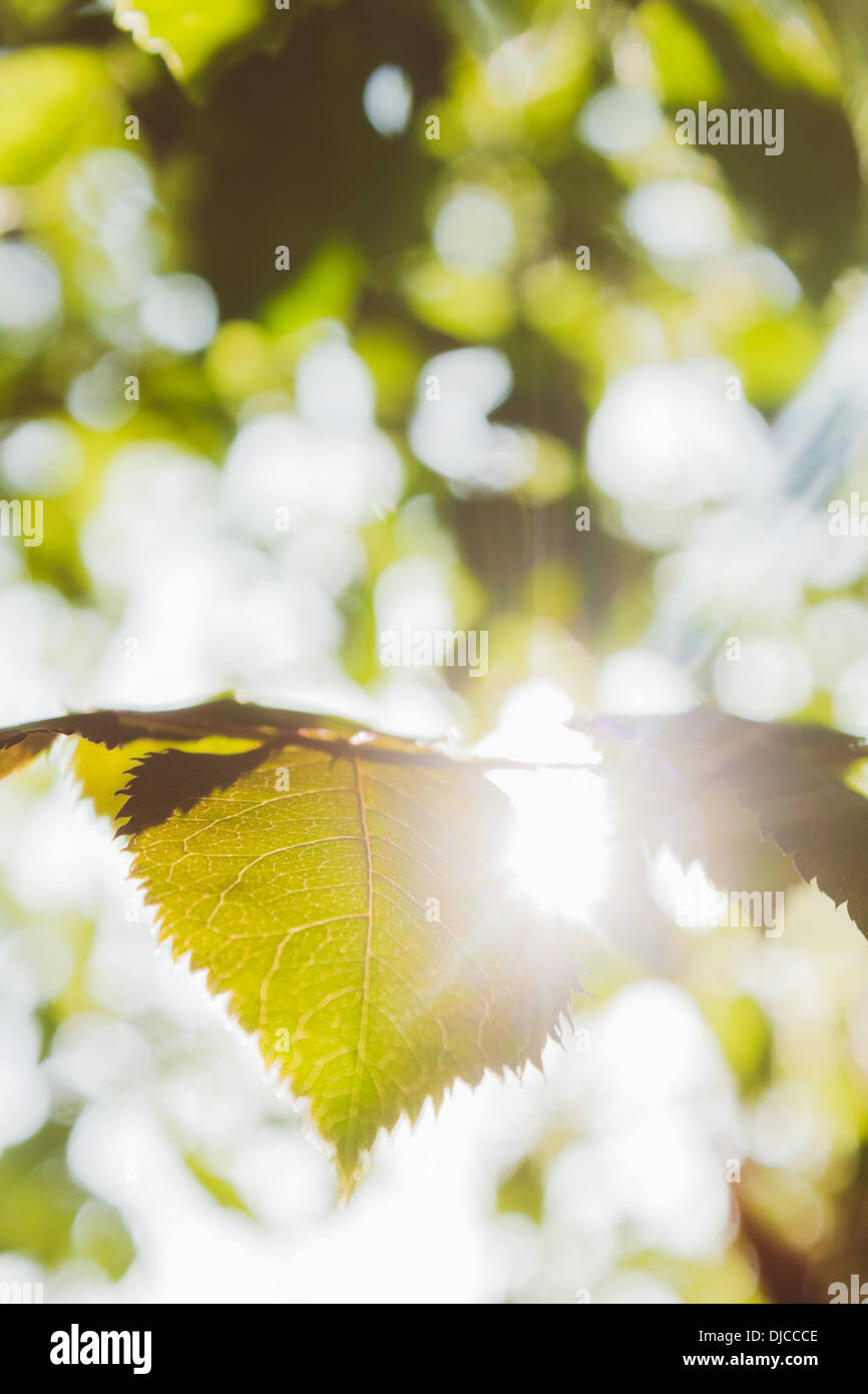 Tree leaf with sun glare Stock Photo - Alamy