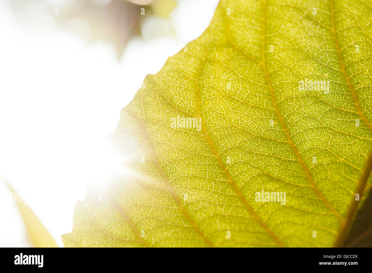 Leaf and sunshine Stock Photo - Alamy