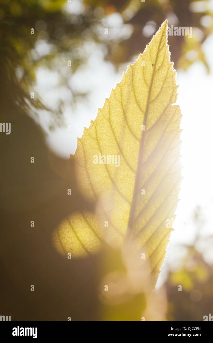 Tree leaf and sunshine Stock Photo - Alamy