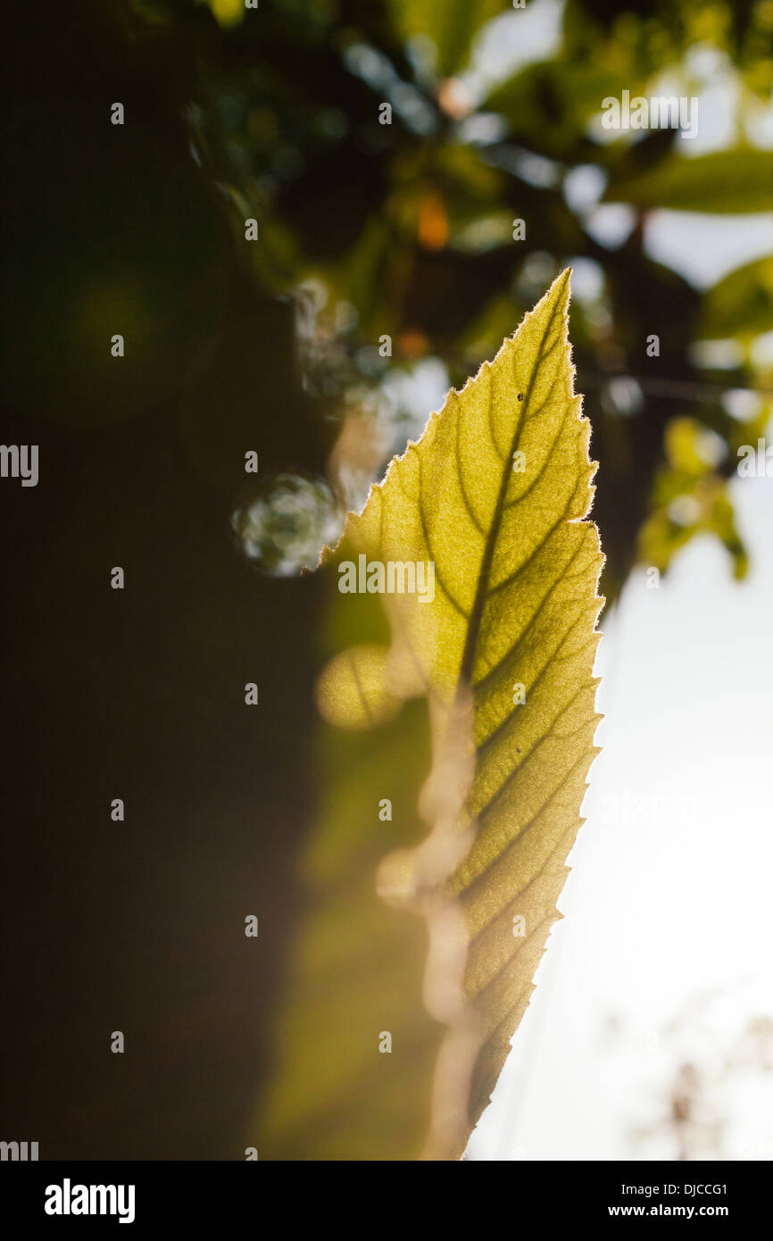 Tree leaf and sunshine Stock Photo - Alamy