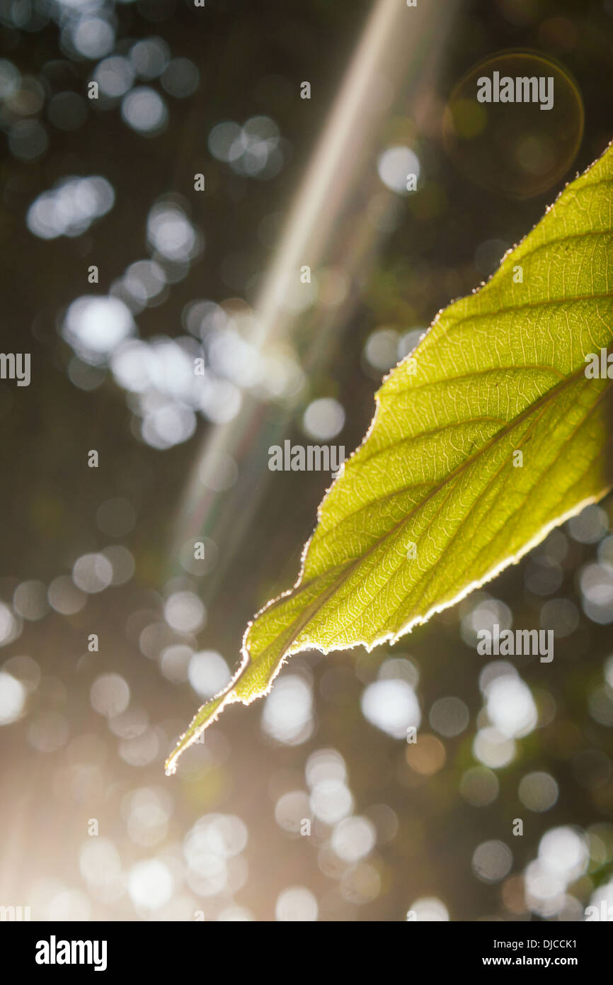 Tree leaf and sunbeam Stock Photo - Alamy