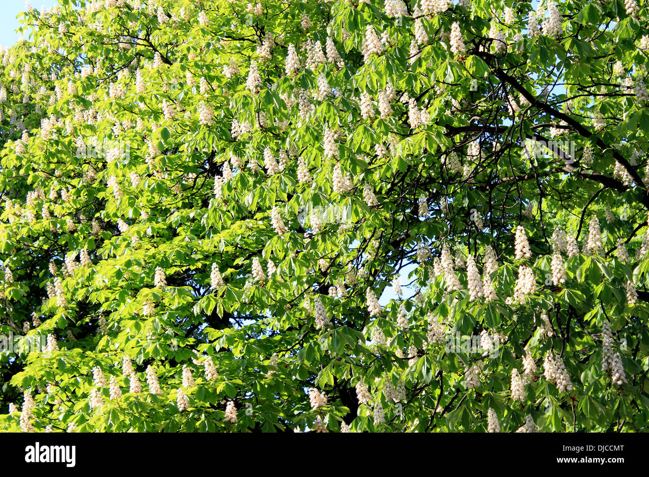 Crowe park hi-res stock photography and images - Alamy