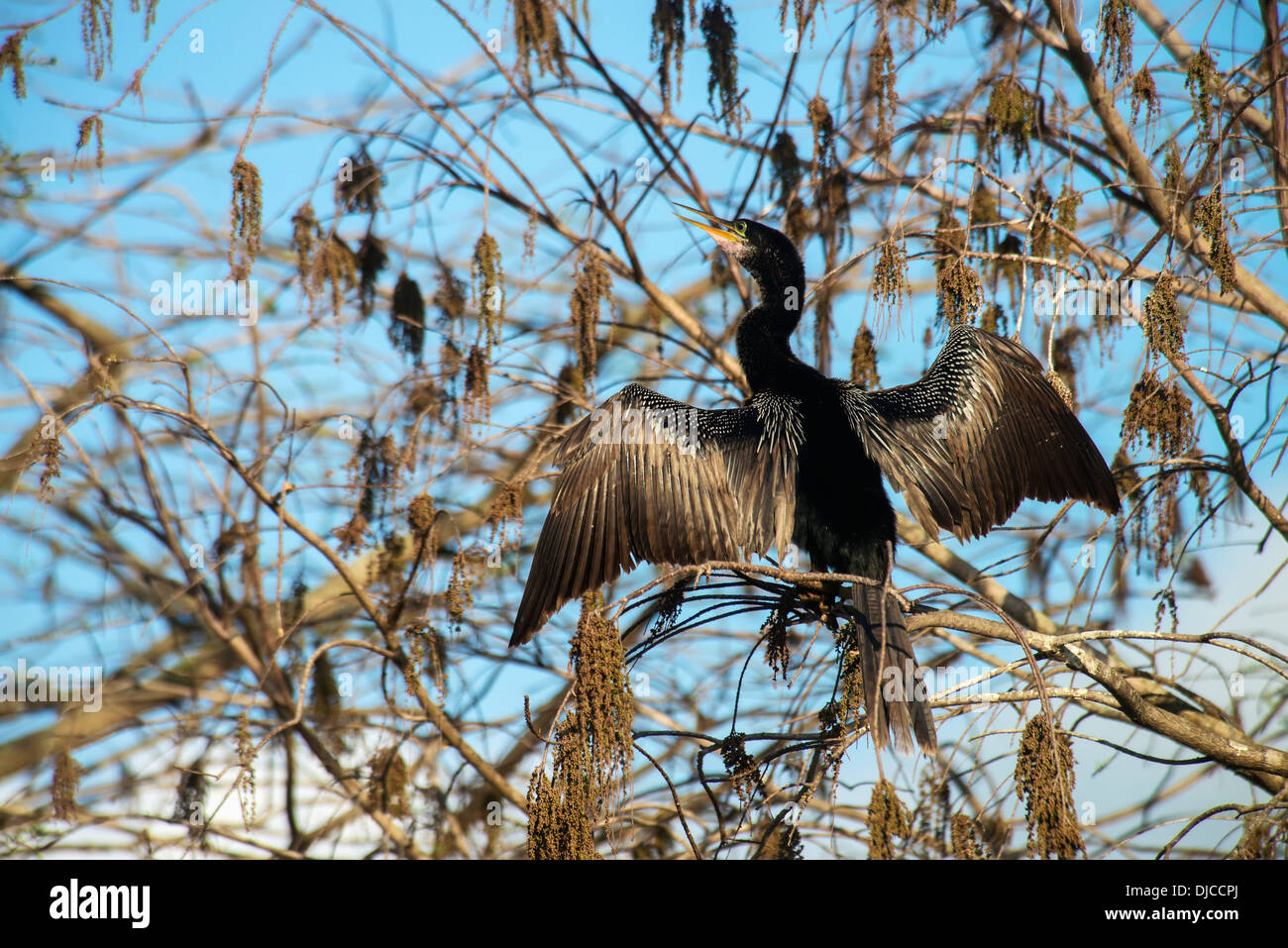 Anhinga (Anhinga Anhinga) Drying Wings; Florida, United States Of ...