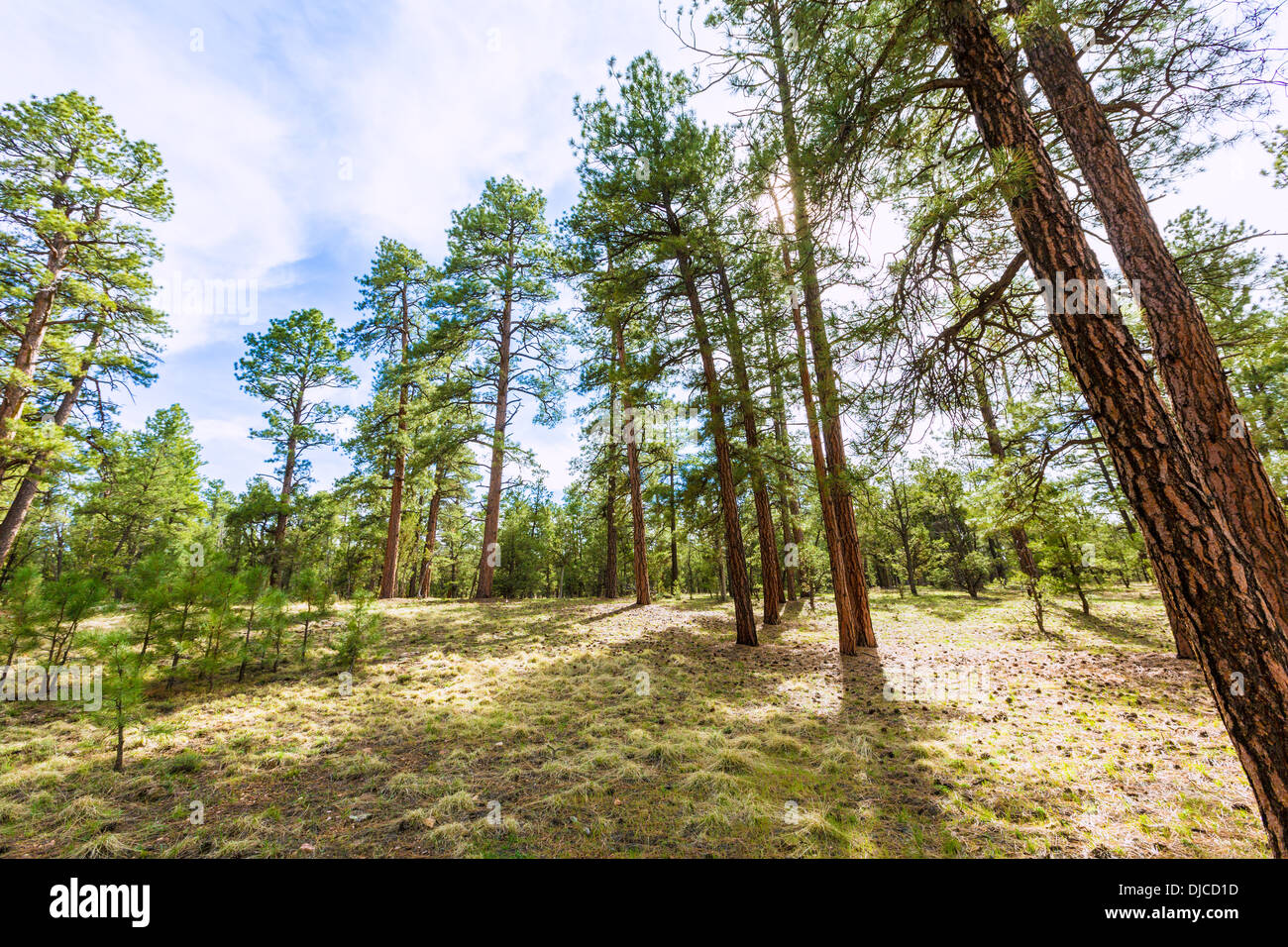 Pine tree forest in Grand Canyon Arizona USA Stock Photo - Alamy