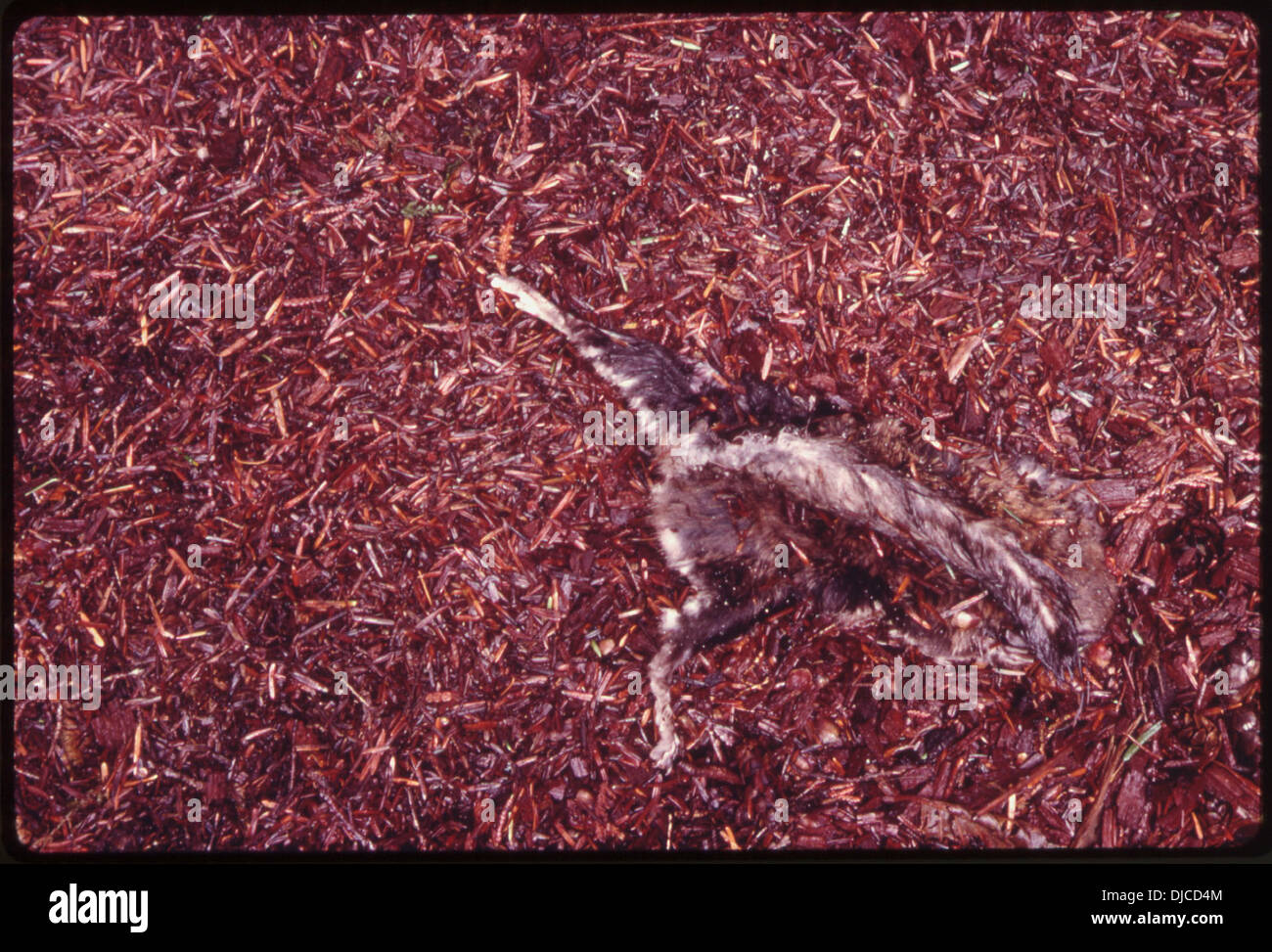 A squirrel interacts with the forest floor, where decaying organic ...