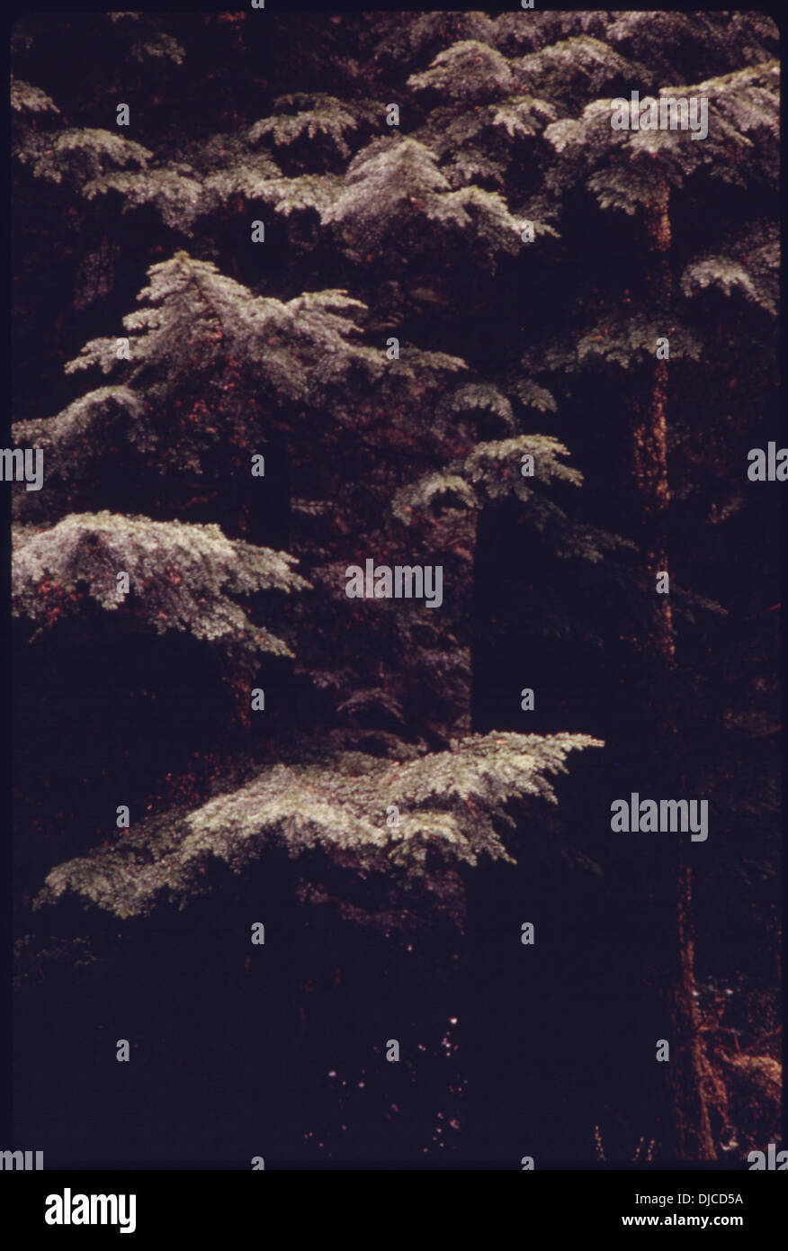 A photo captures the sunlit branches of a Hemlock tree growing in the ...
