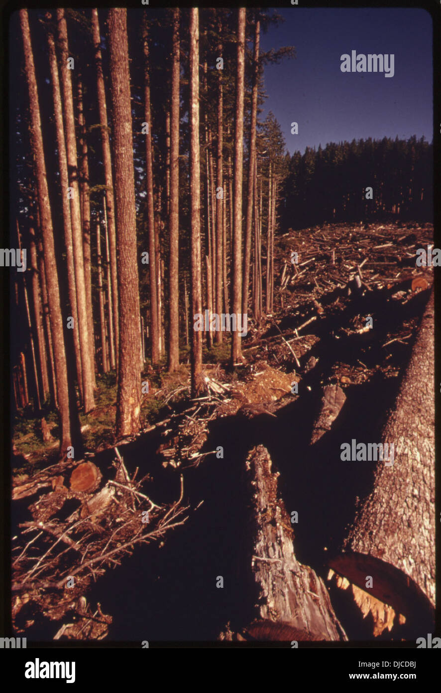 Tree felling deforestation timber hi-res stock photography and images ...