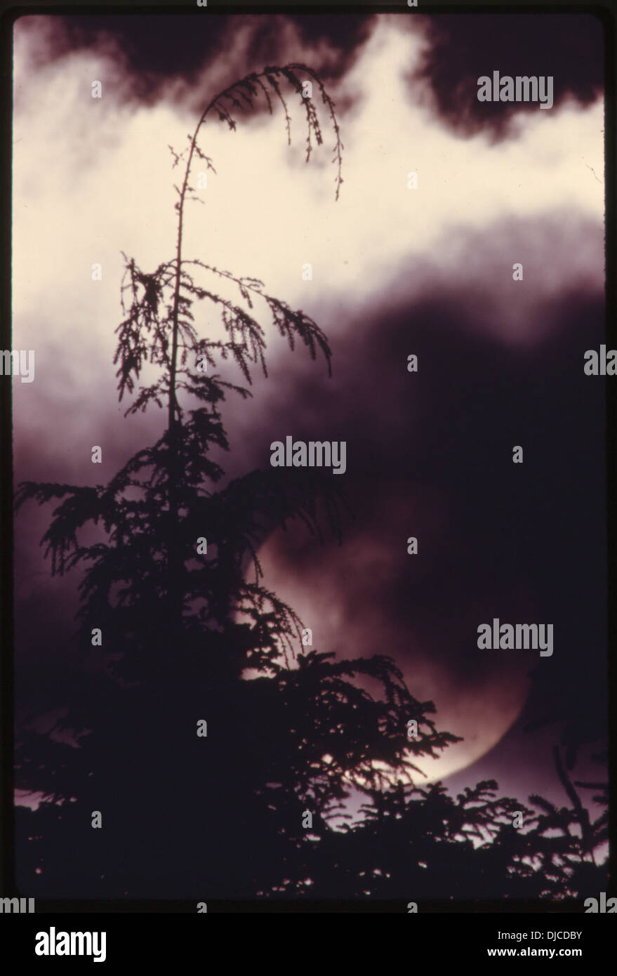 The moon behind the characteristic drooping leader of a Hemlock tree in ...