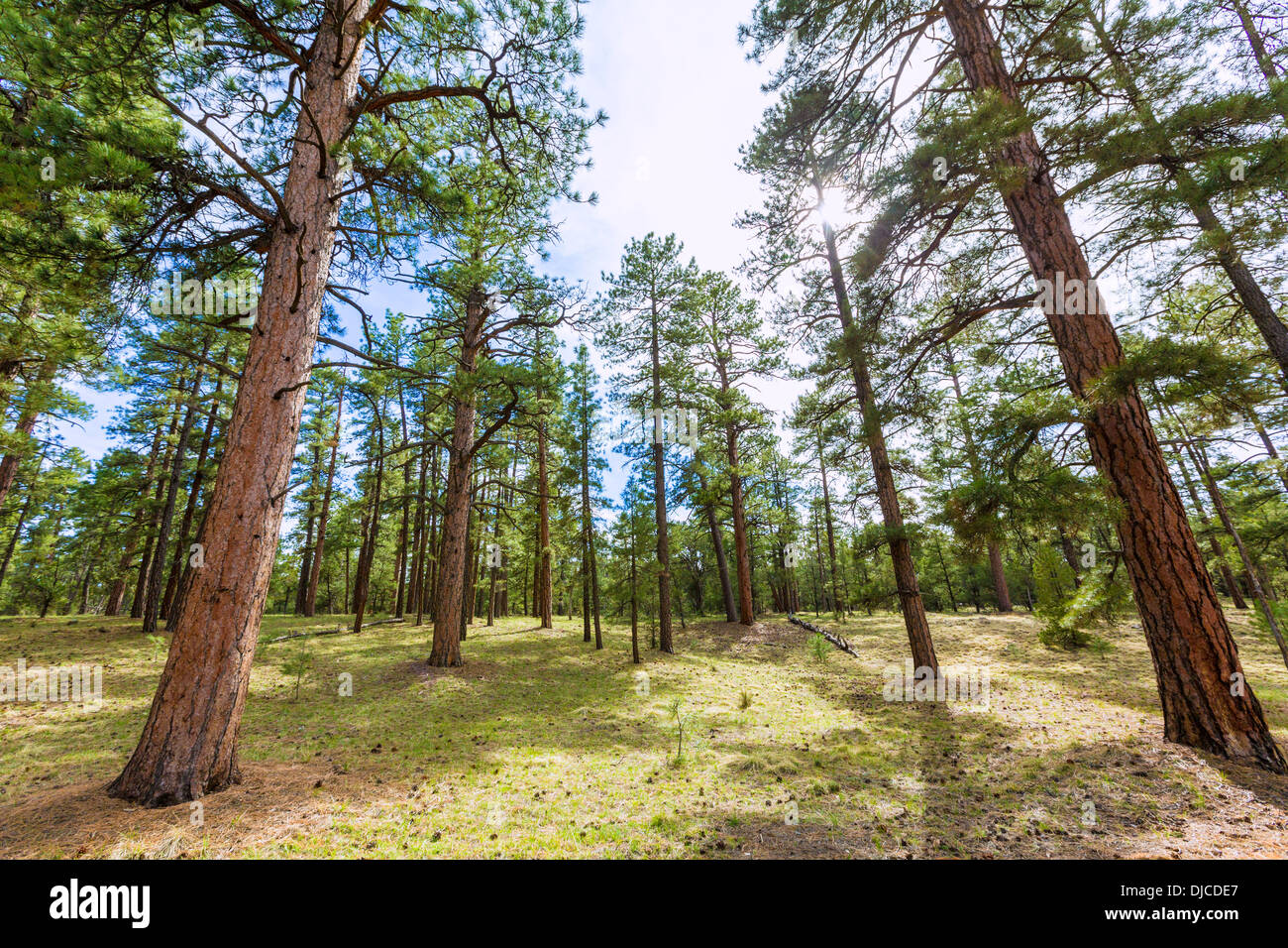 Pine tree forest in Grand Canyon Arizona USA Stock Photo - Alamy