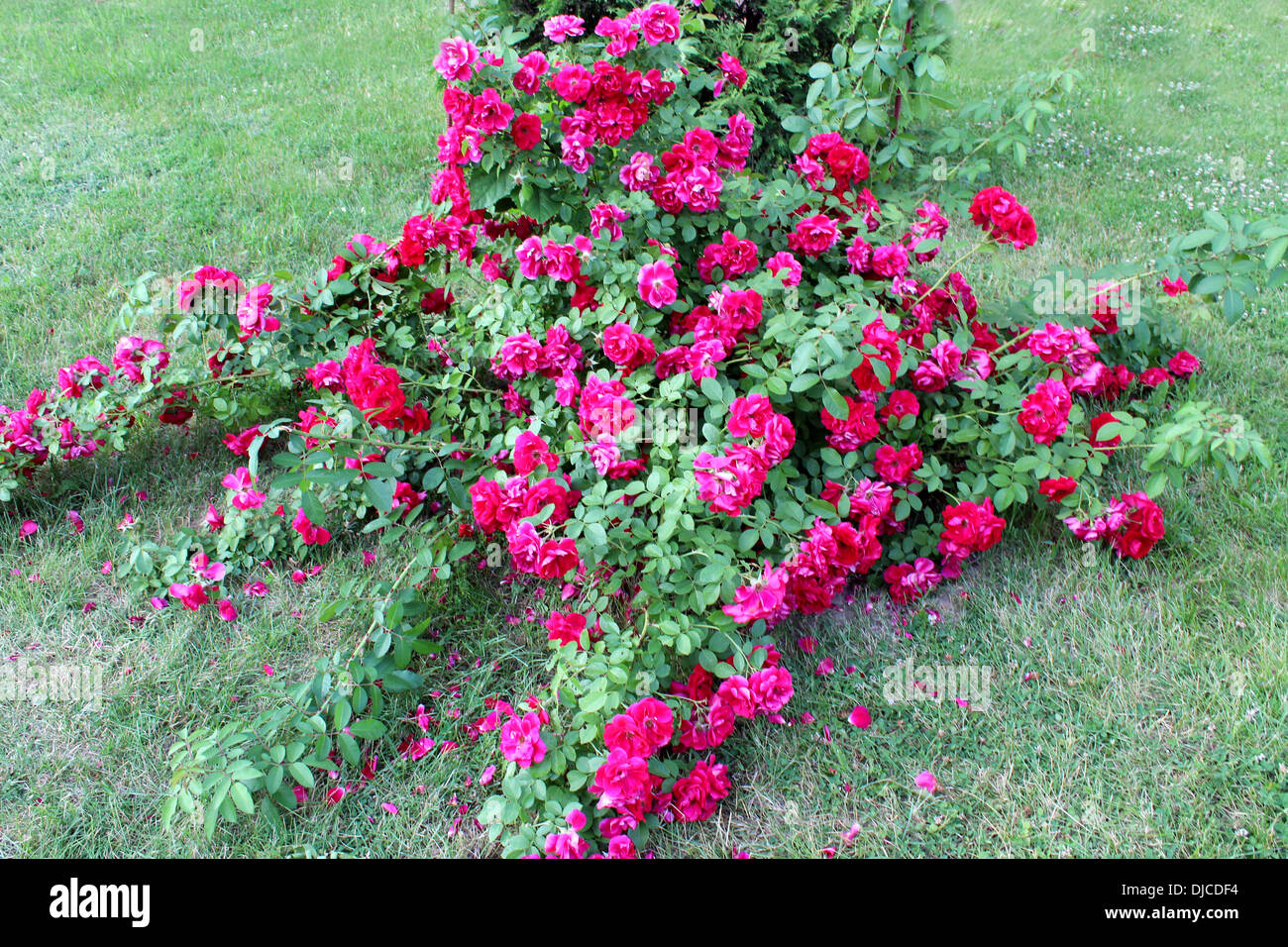 big bush of the beautiful and tender red roses Stock Photo - Alamy