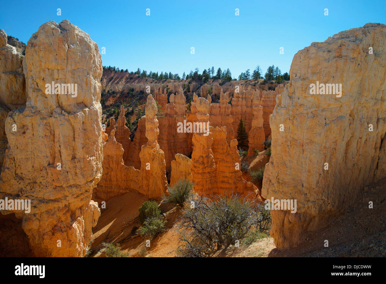 Bryce Canyon National Park; Utah, United States Of America Stock Photo ...