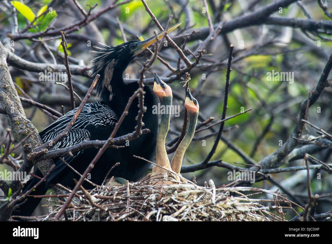 Anhinga chicks hi-res stock photography and images - Alamy