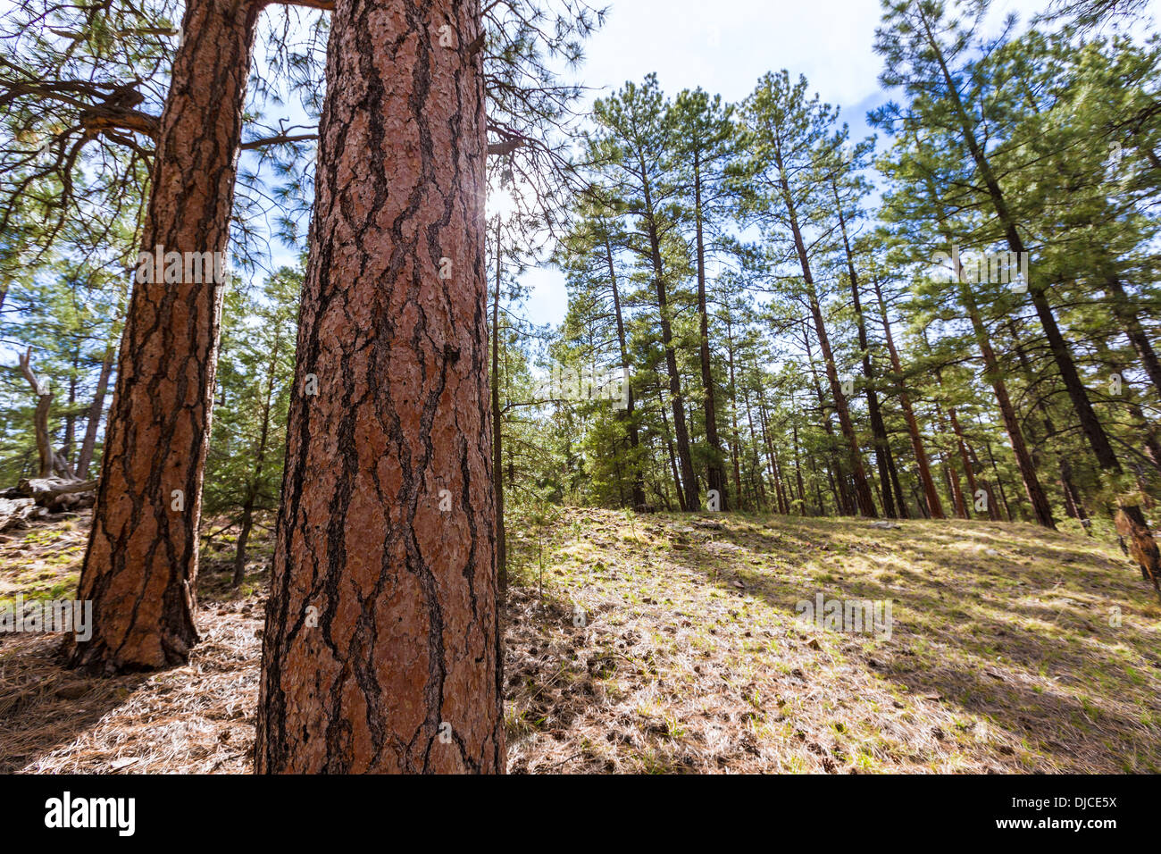Pine tree forest in Grand Canyon Arizona USA Stock Photo - Alamy