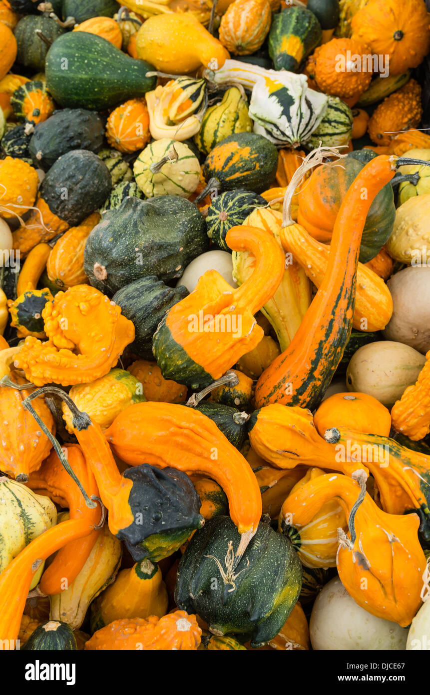Decorative gourds on display at the farmers market Stock Photo - Alamy