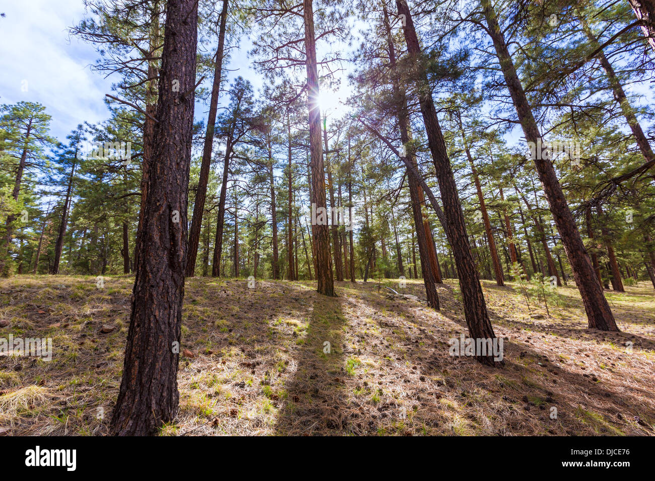 Pine tree forest in Grand Canyon Arizona USA Stock Photo - Alamy