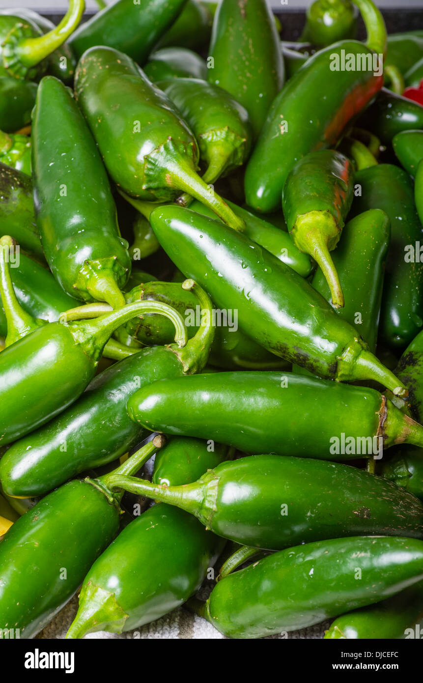 A bulk display of colorful hot peppers ready for use in the kitchen ...