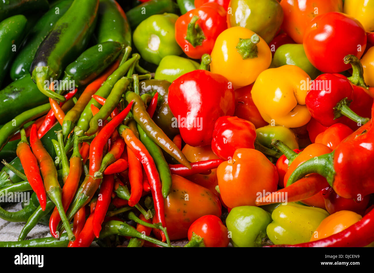 A bulk display of colorful hot peppers ready for use in the kitchen ...
