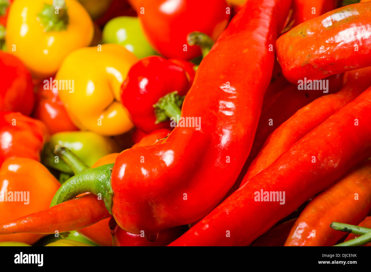 A bulk display of colorful hot peppers ready for use in the kitchen ...