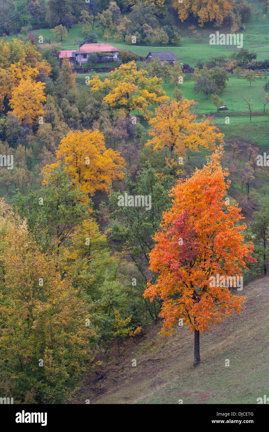 Montenegro, countryside near Mojkovac in autumn Stock Photo - Alamy