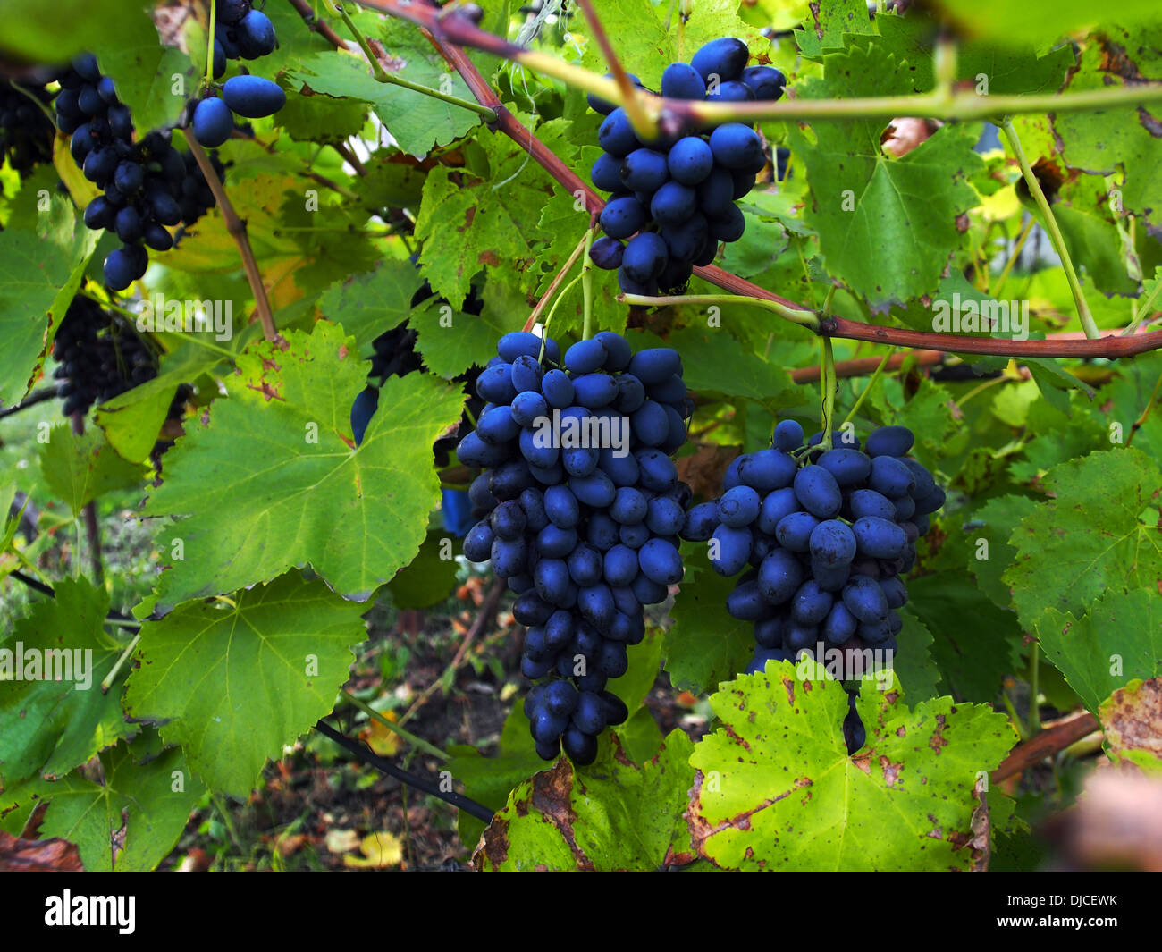 Black ripening on vine winery hi-res stock photography and images - Alamy