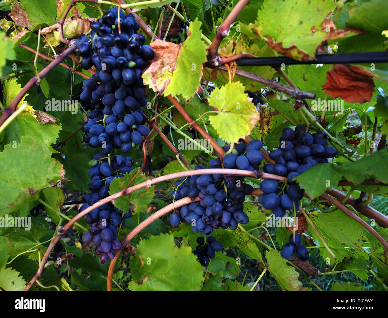 ripening grape clusters on the vine Stock Photo - Alamy