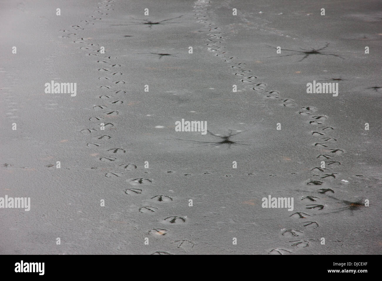 Two sets footprints hi-res stock photography and images - Alamy