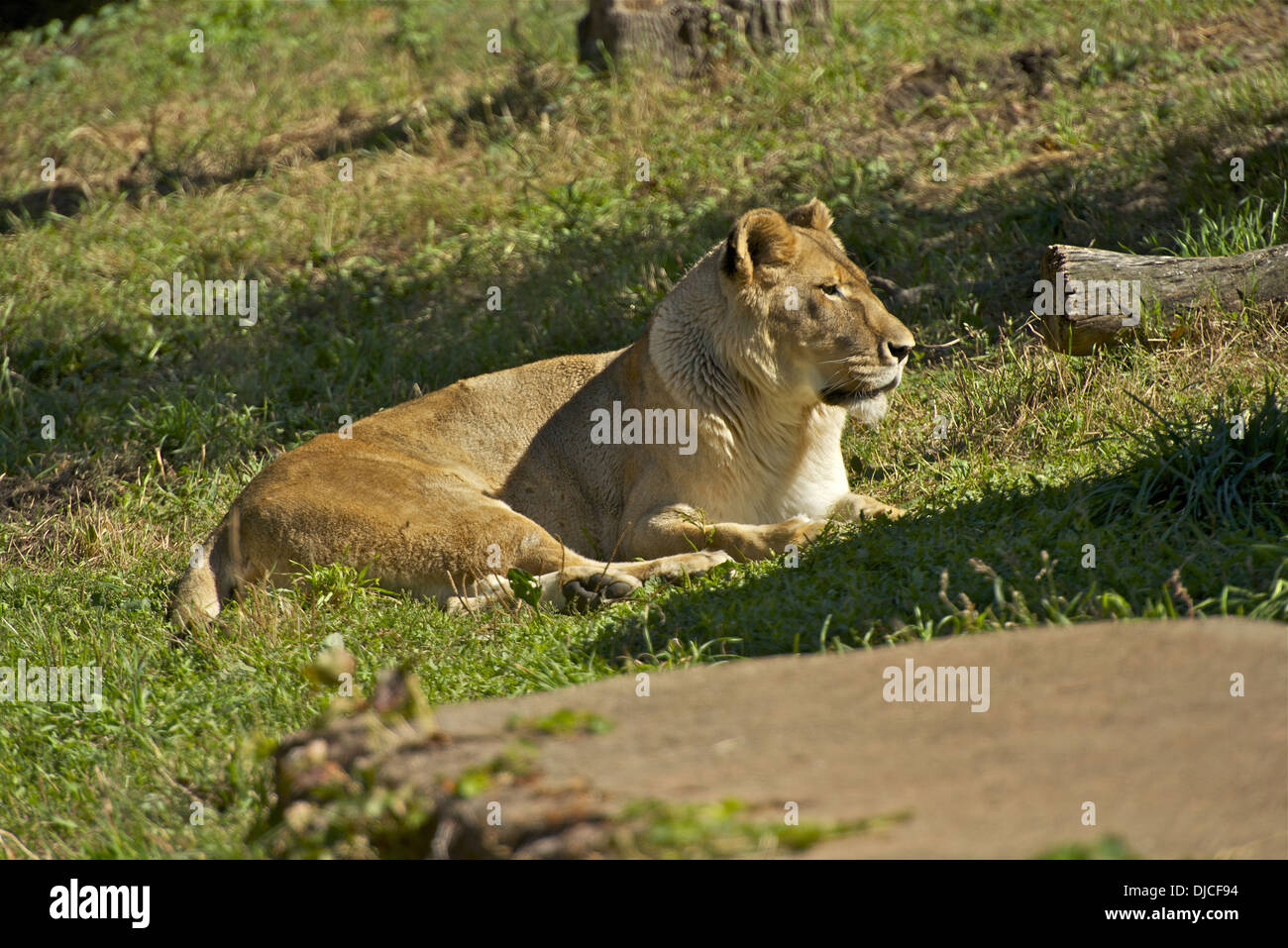 Female African Lion. Wild Cats Photo Collection Stock Photo - Alamy