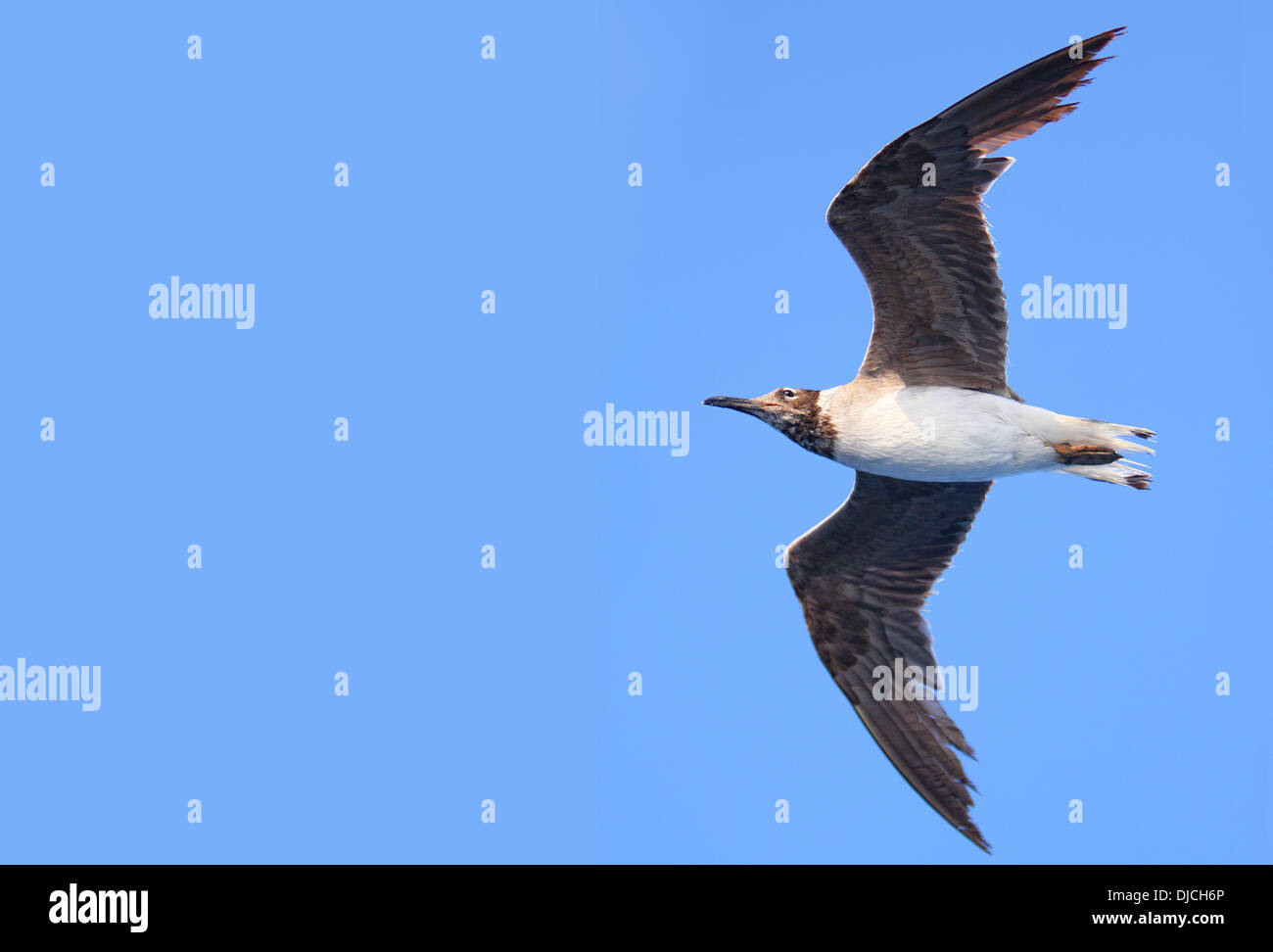 Wings egypt hi-res stock photography and images - Alamy