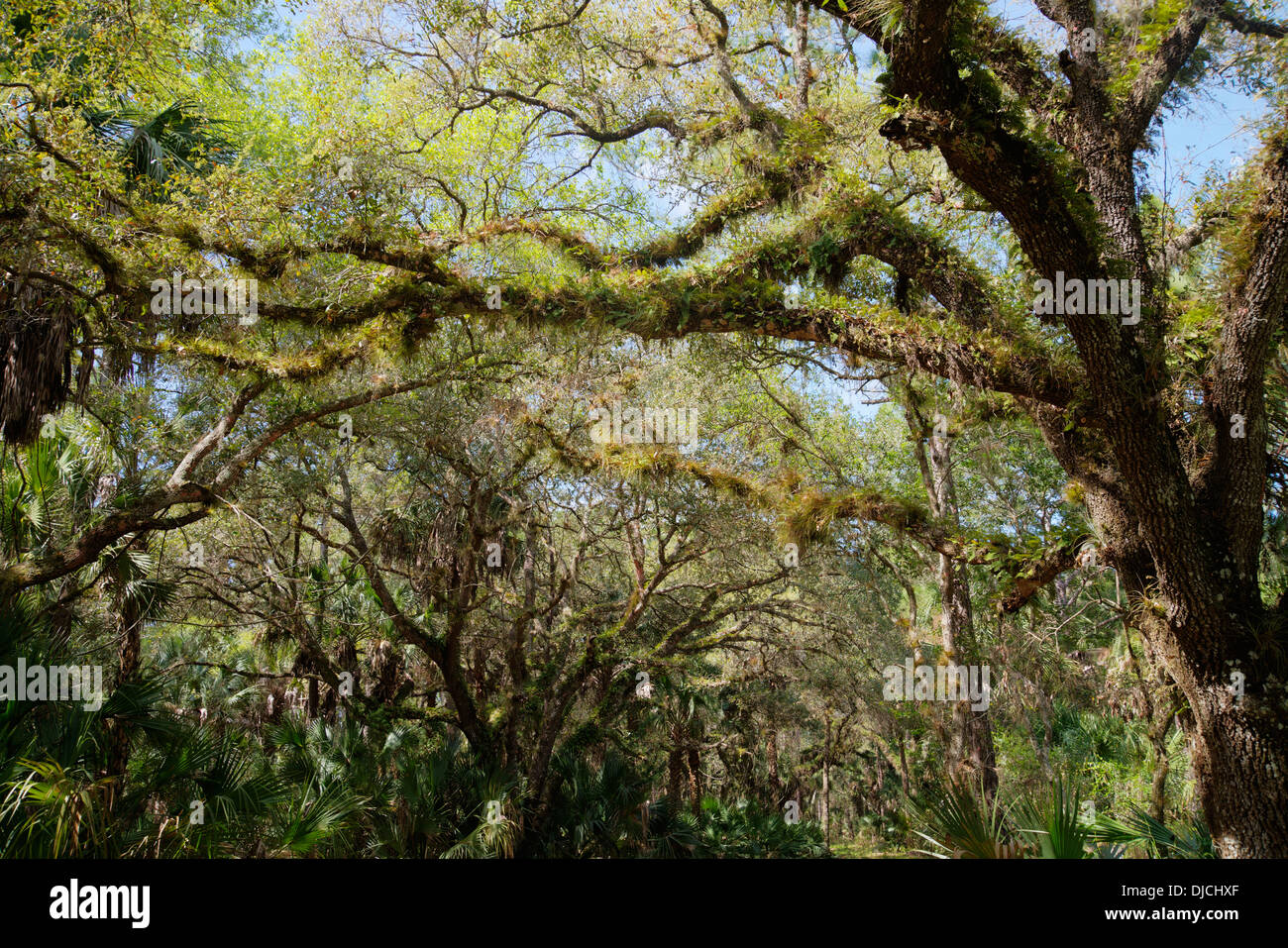 Tosohatchee Wildlife Management Area; Florida, United States Of America ...