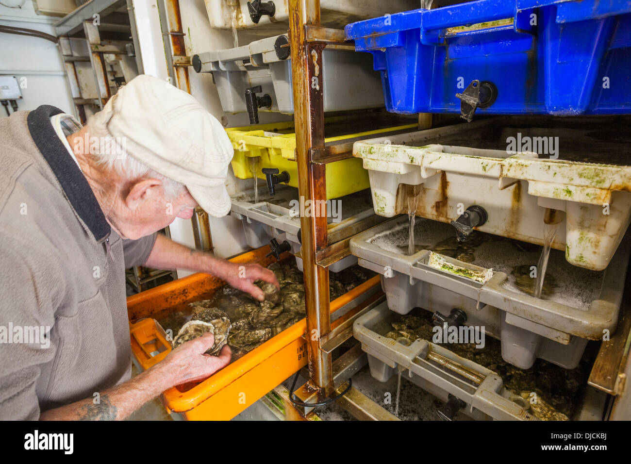 Filtration shellfish hi-res stock photography and images - Alamy