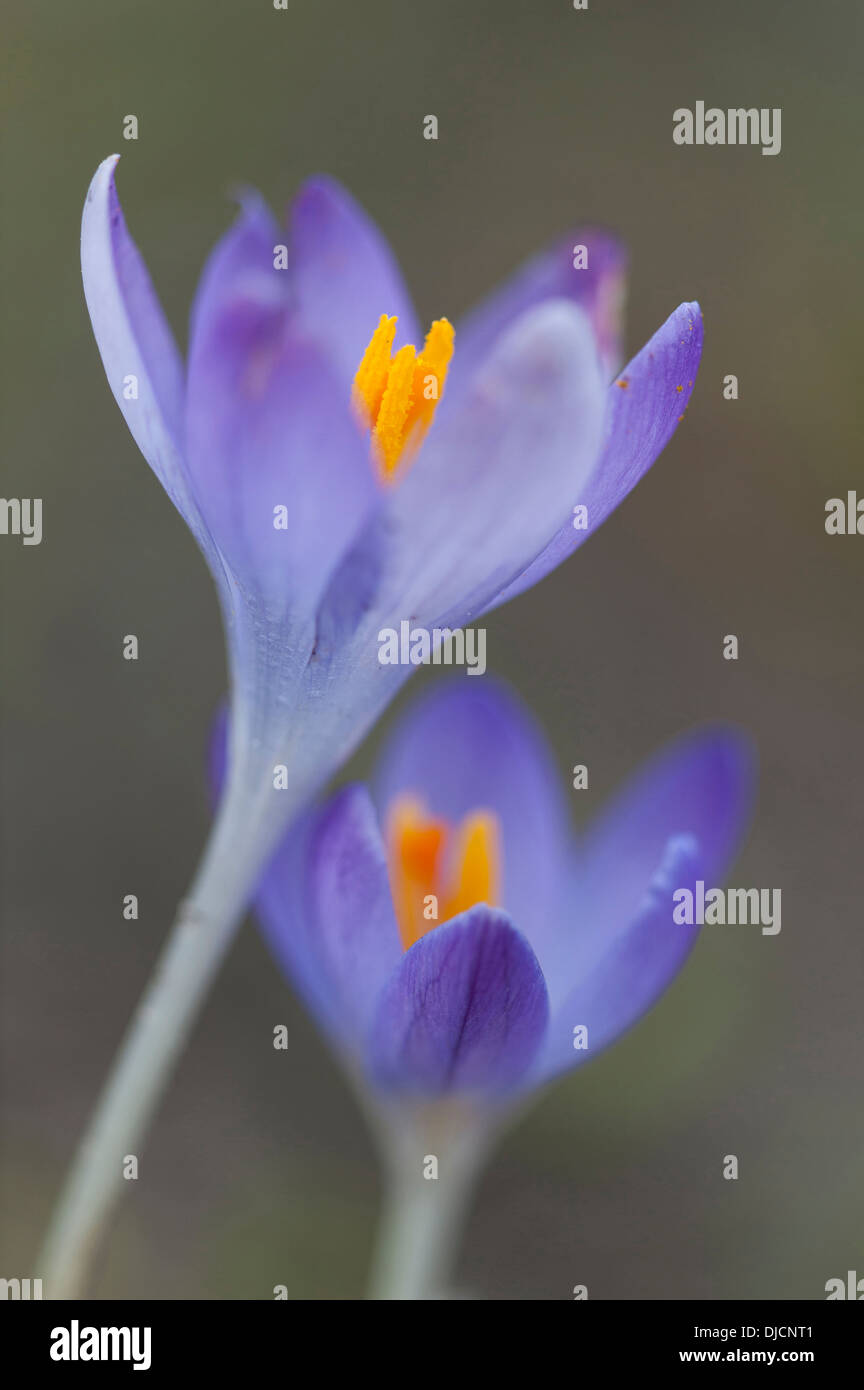blue crocuses, germany Stock Photo - Alamy