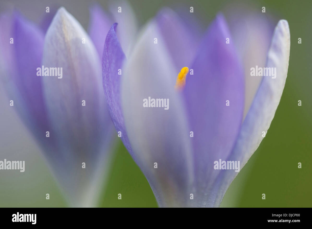 Two blue violet crocuses hi-res stock photography and images - Alamy