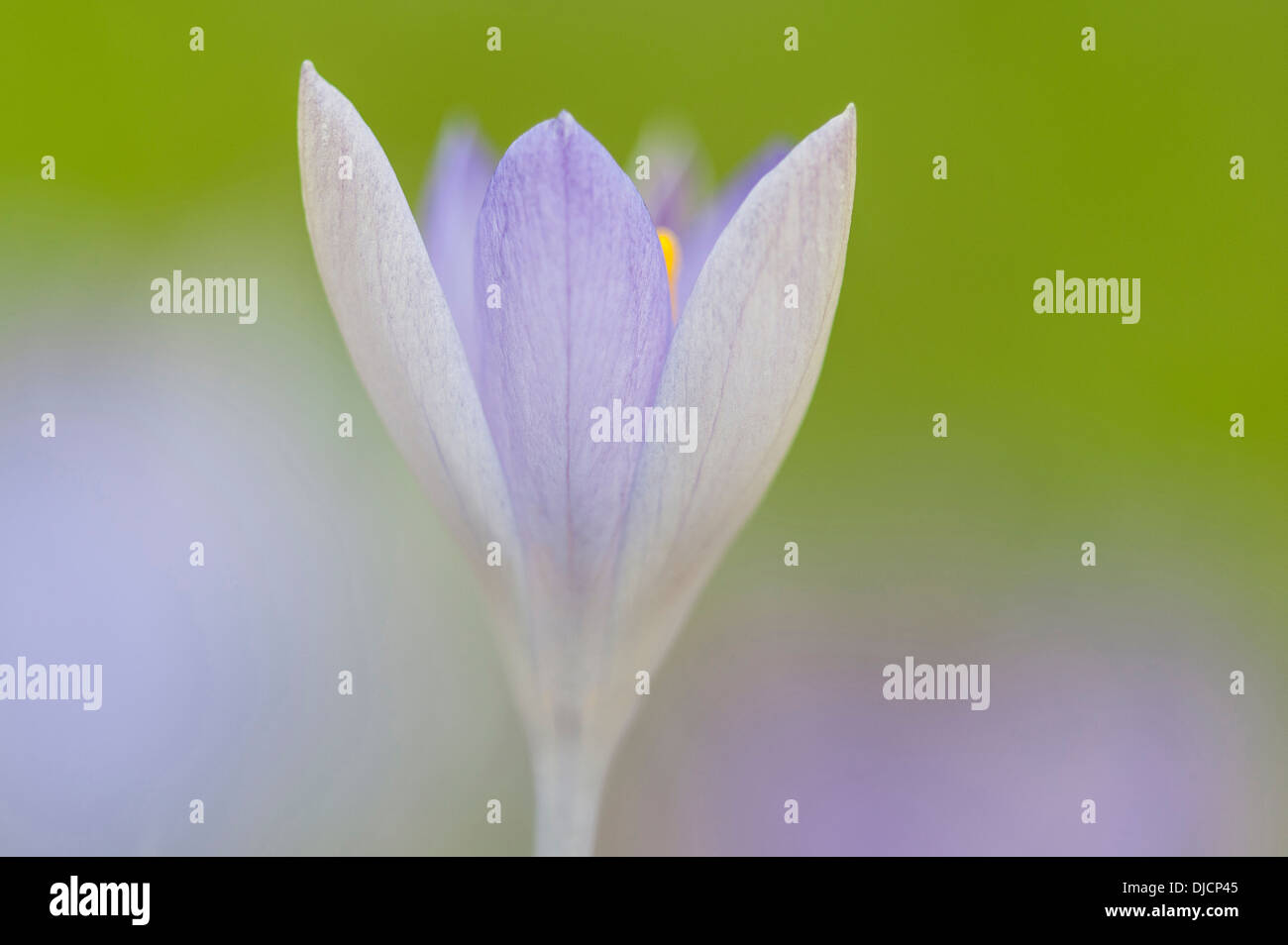 blue crocuses, germany Stock Photo - Alamy