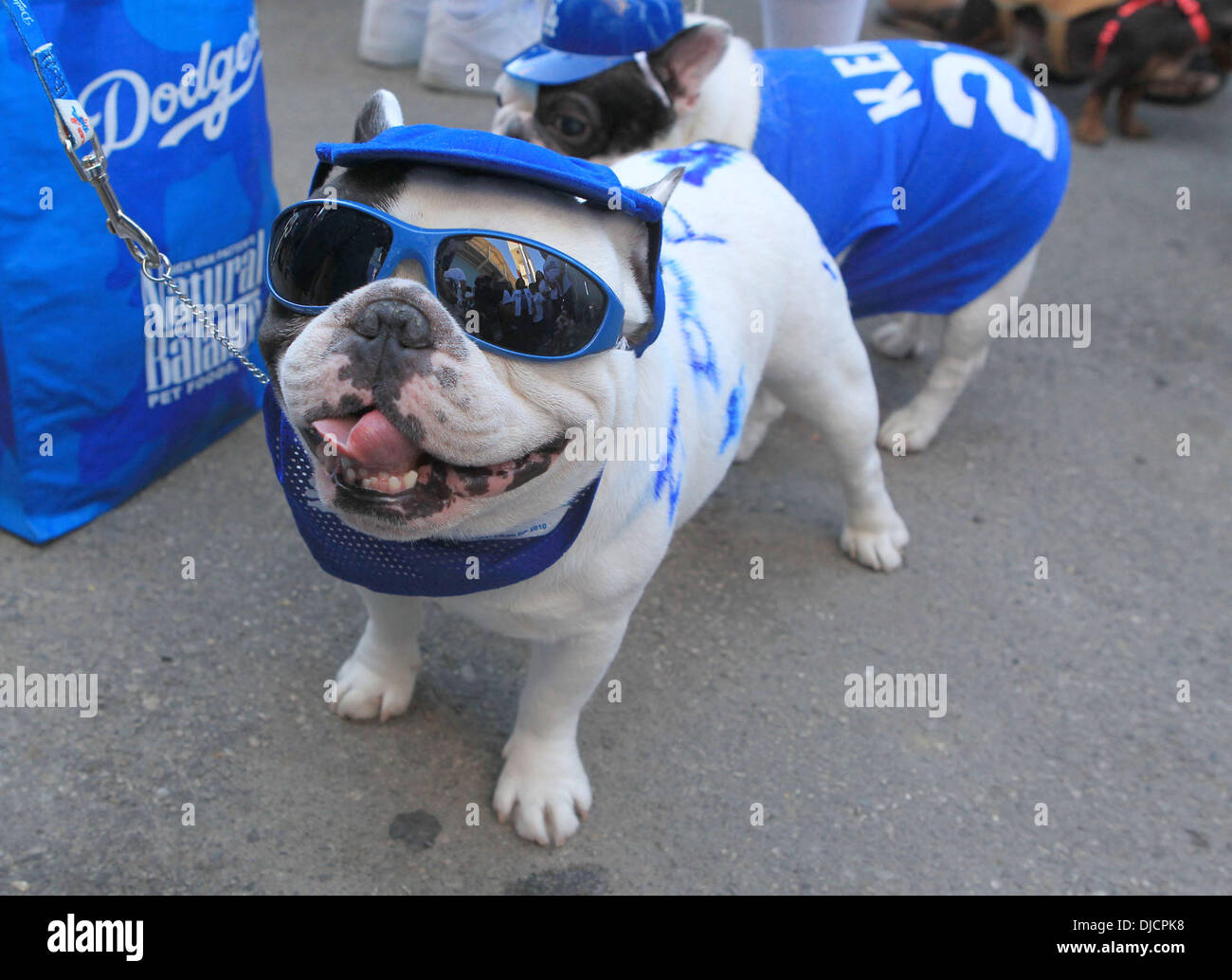 Contestant Dogs Bark in the Park held at Dodger Stadium Los Angeles ...