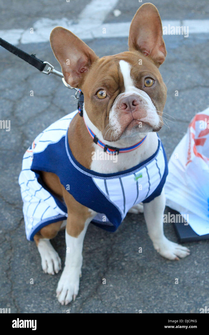Contestant Dogs Bark in the Park held at Dodger Stadium Los Angeles ...