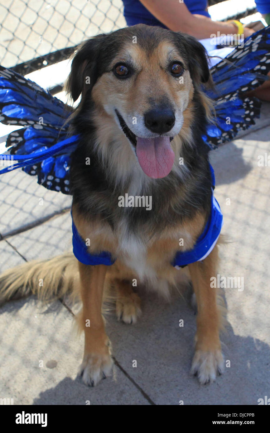 Contestant Dogs Bark in the Park held at Dodger Stadium Los Angeles ...