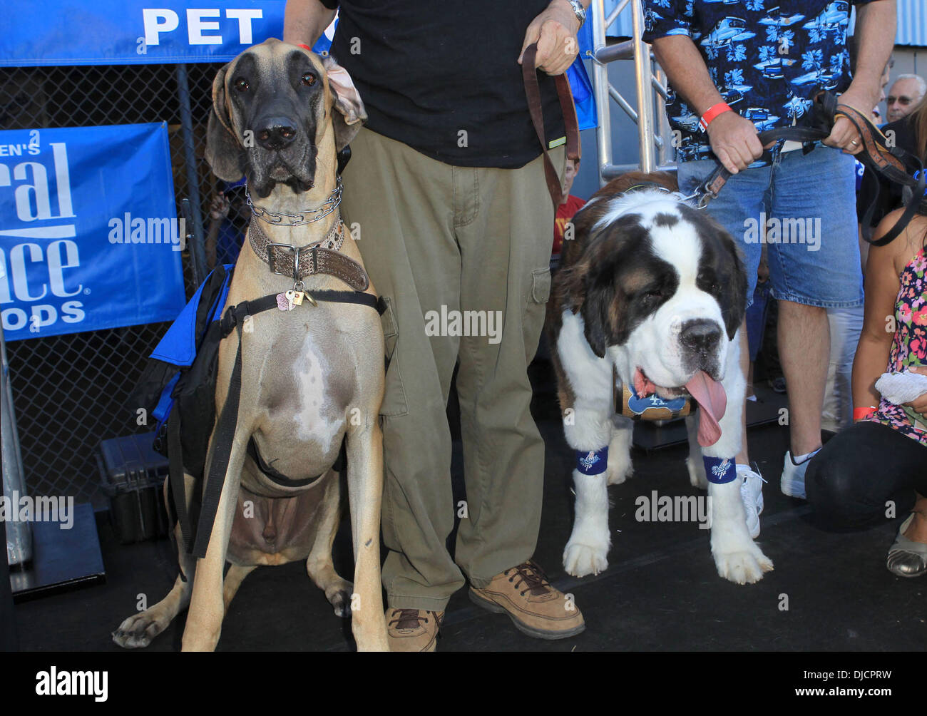 Contestant Dogs Bark in the Park held at Dodger Stadium Los Angeles ...