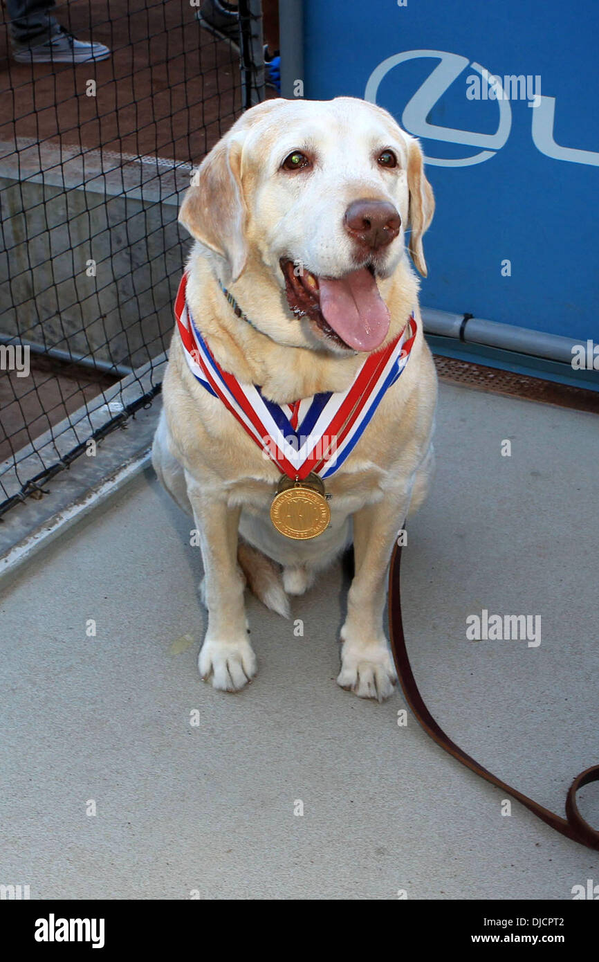 Contestant Dogs Bark in the Park held at Dodger Stadium Los Angeles ...