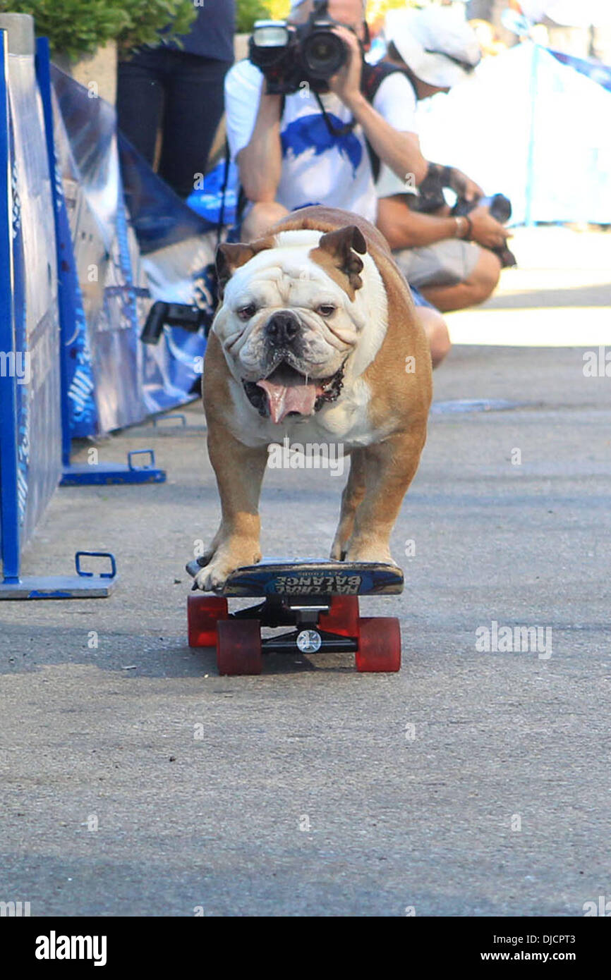 Contestant Dogs Bark in the Park held at Dodger Stadium Los Angeles ...