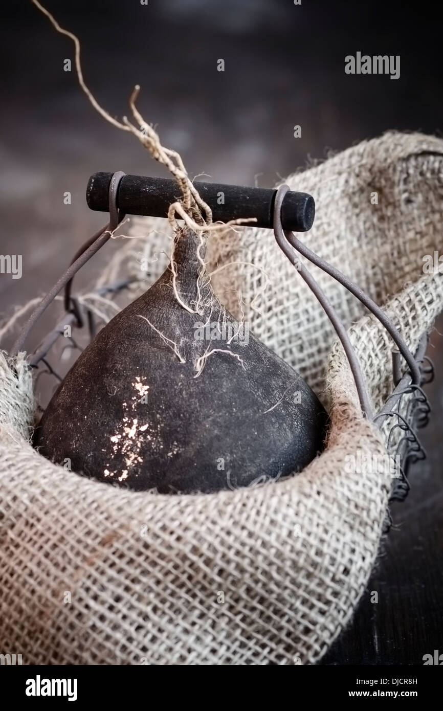 Black radish (Raphanus sativus) in wire basket with rug, studio shot ...