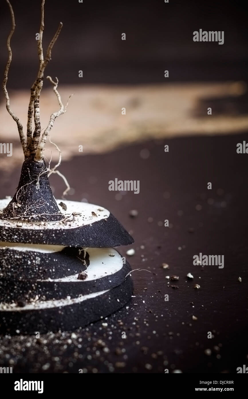 Black radish (Raphanus sativus) with black pepper on black surface ...