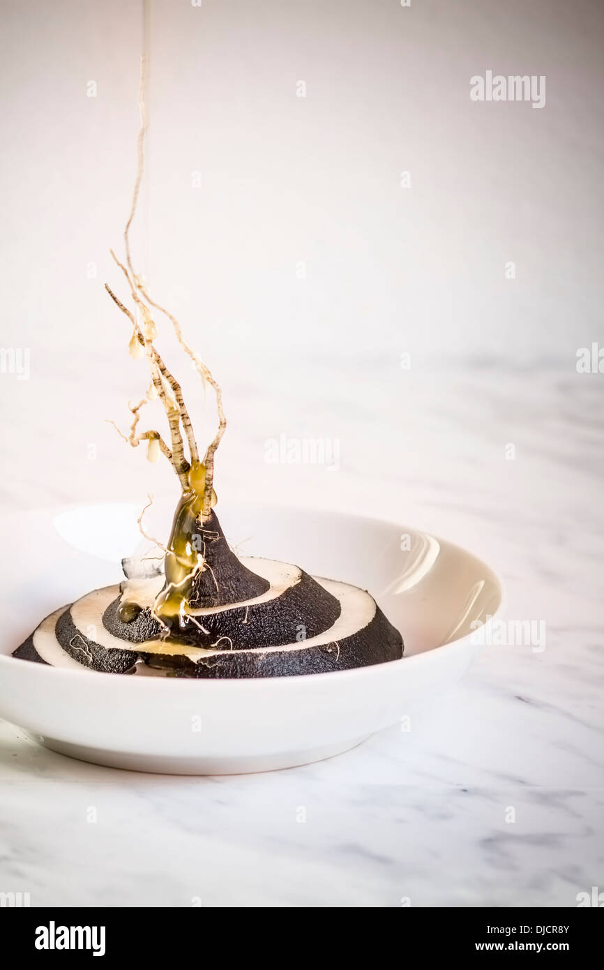 Sliced black radish (Raphanus sativus) with honey, studio shot Stock ...