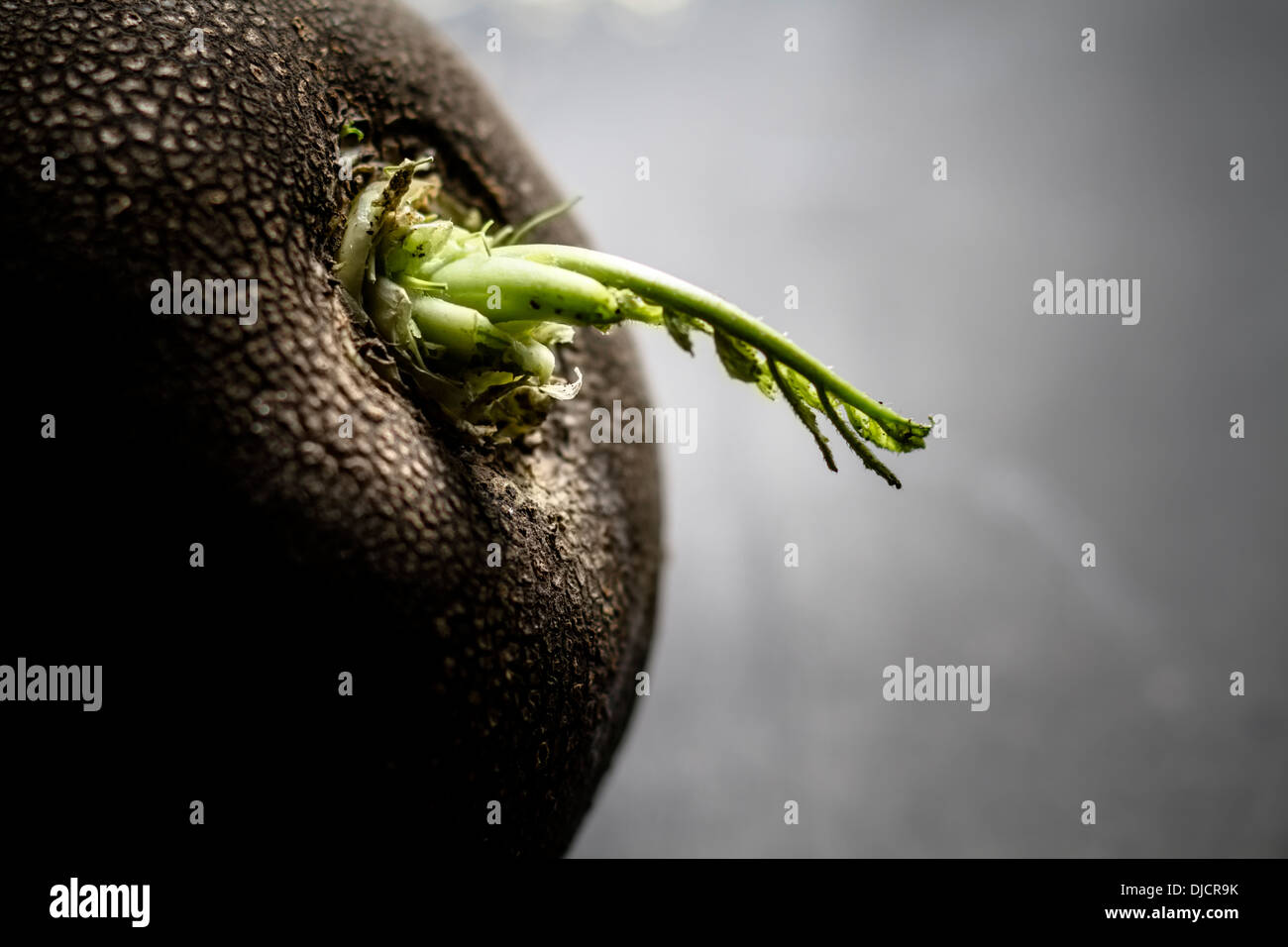 Black radish (Raphanus sativus), close-up Stock Photo - Alamy