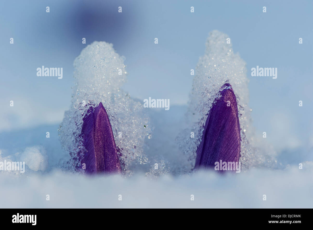 Crocuses Snow High Resolution Stock Photography and Images - Alamy