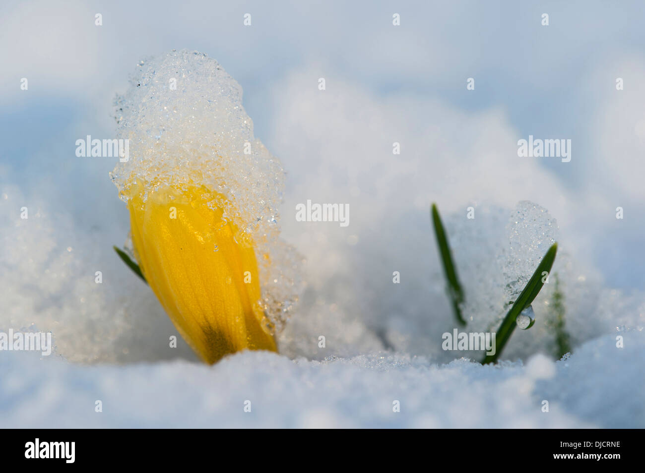 Yellow crocus hi-res stock photography and images - Alamy