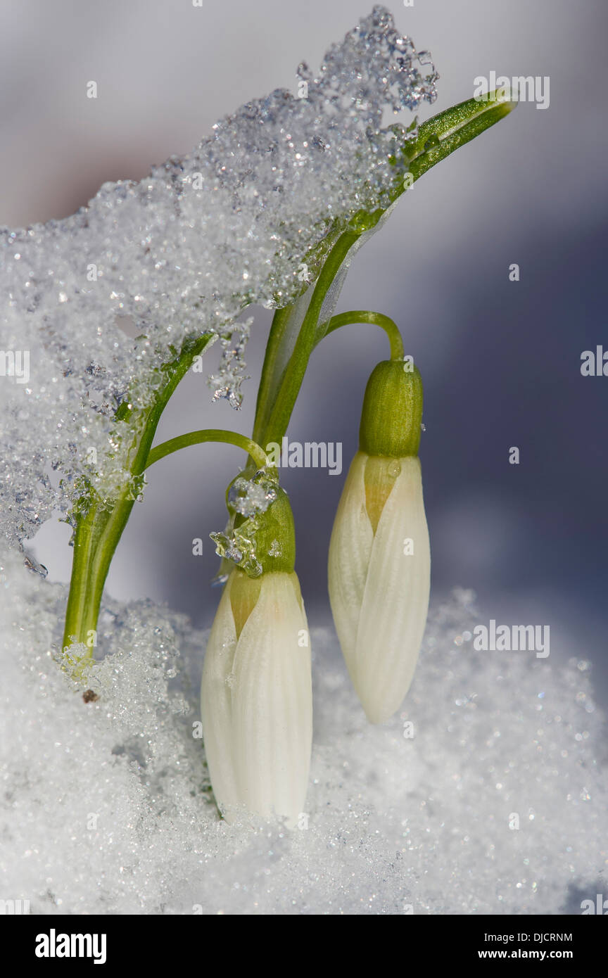 Galanthus in snow hi-res stock photography and images - Alamy