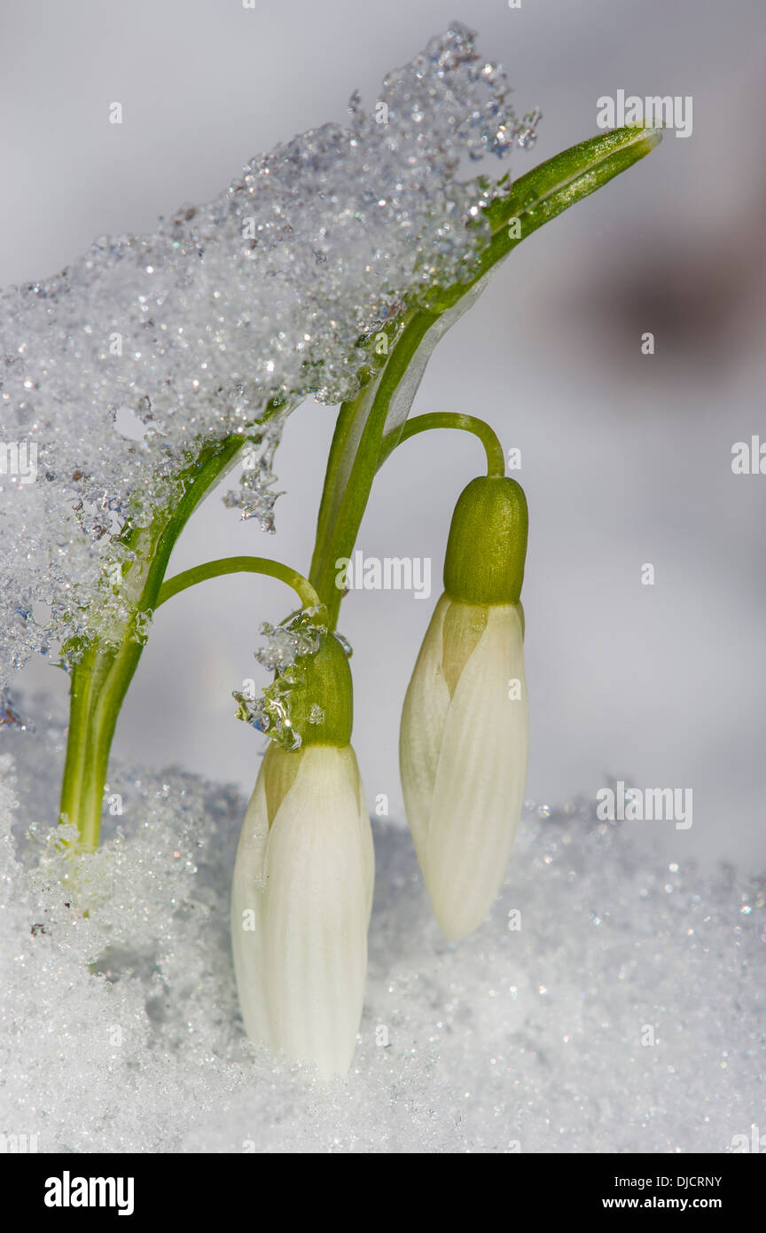 Snowdrop galanthus flowering in hi-res stock photography and images - Alamy