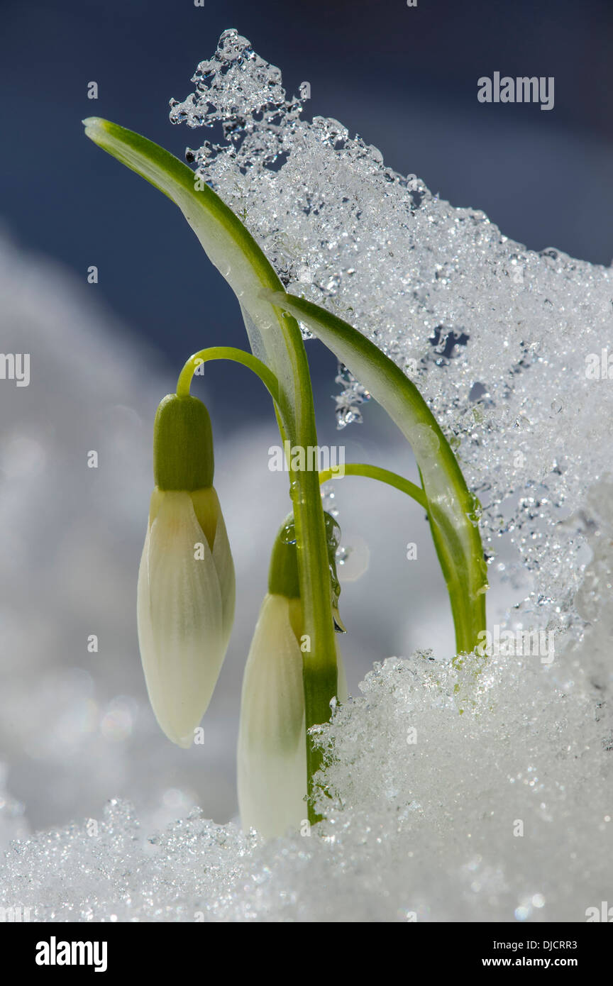 snowdrops in snow, galanthus, germany Stock Photo - Alamy